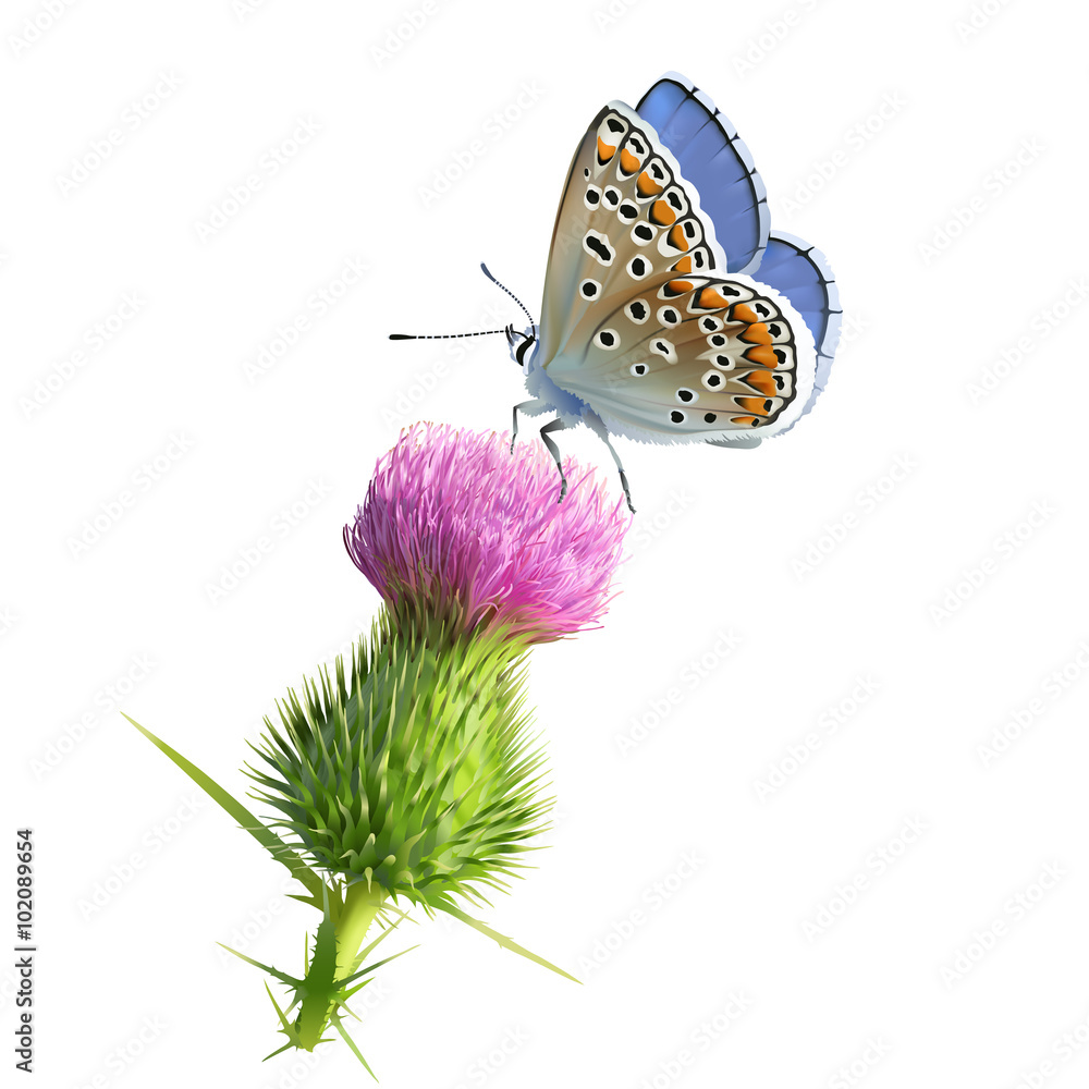 Butterfly Adonis blue on Thistle flower. Hand drawn vector illustration ...