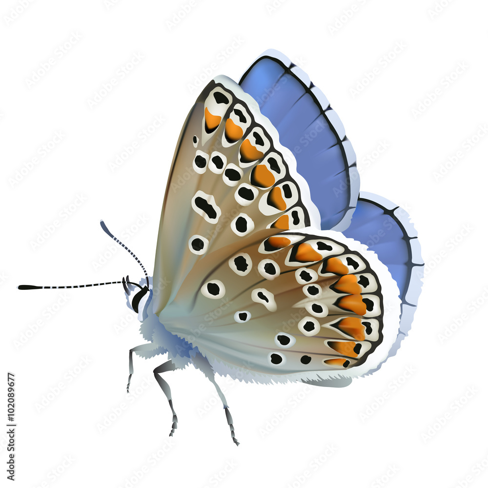 Butterfly Adonis blue. Hand drawn vector illustration of a male Adonis ...