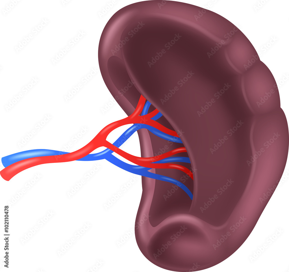 Illustration of Human Spleen Anatomy Stock Vector | Adobe Stock