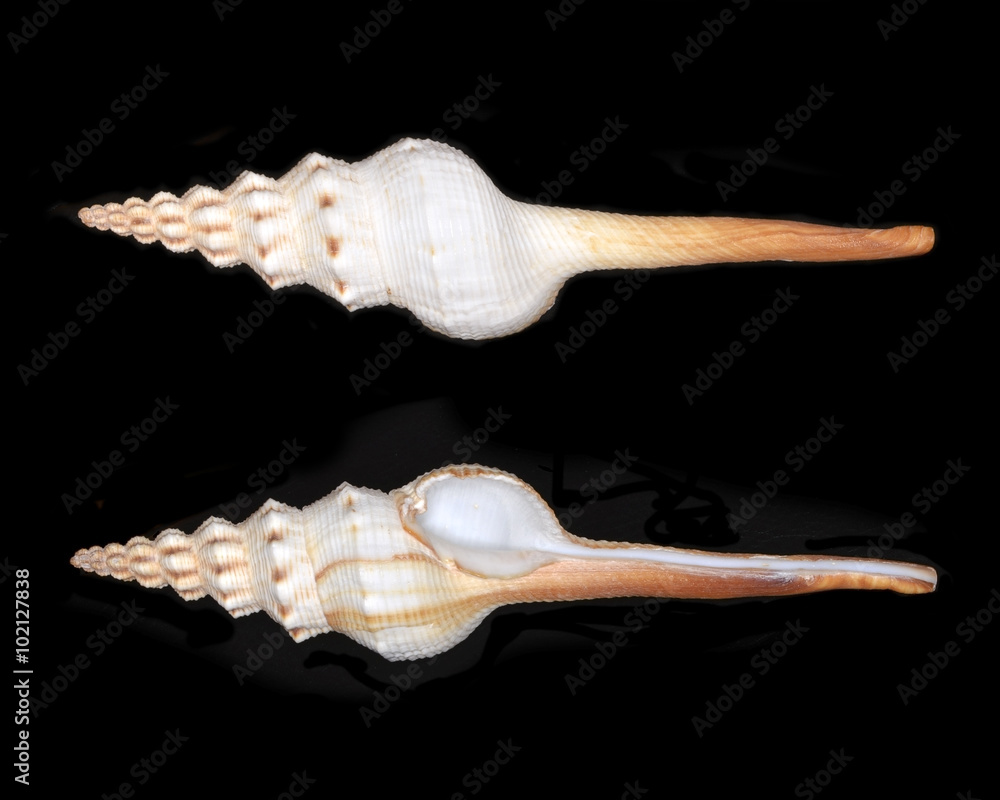 Fusinus colus (the Distaff spindle or Long-tailed Spindle), a species ...