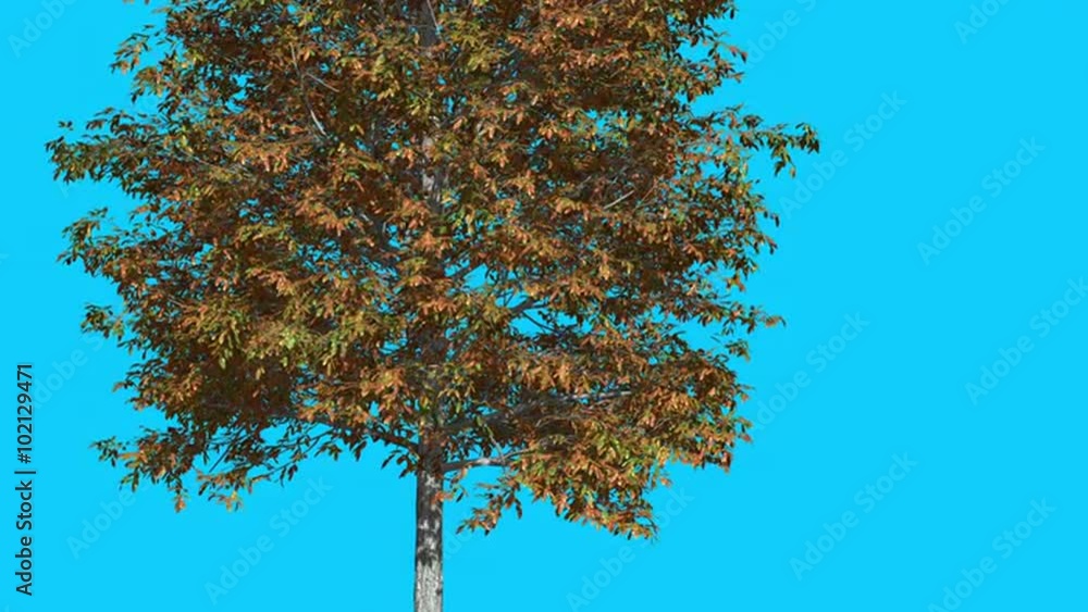 Shingle Oak Thin Tree is Swaying at The Wind Yellow Tree Leaves Are ...