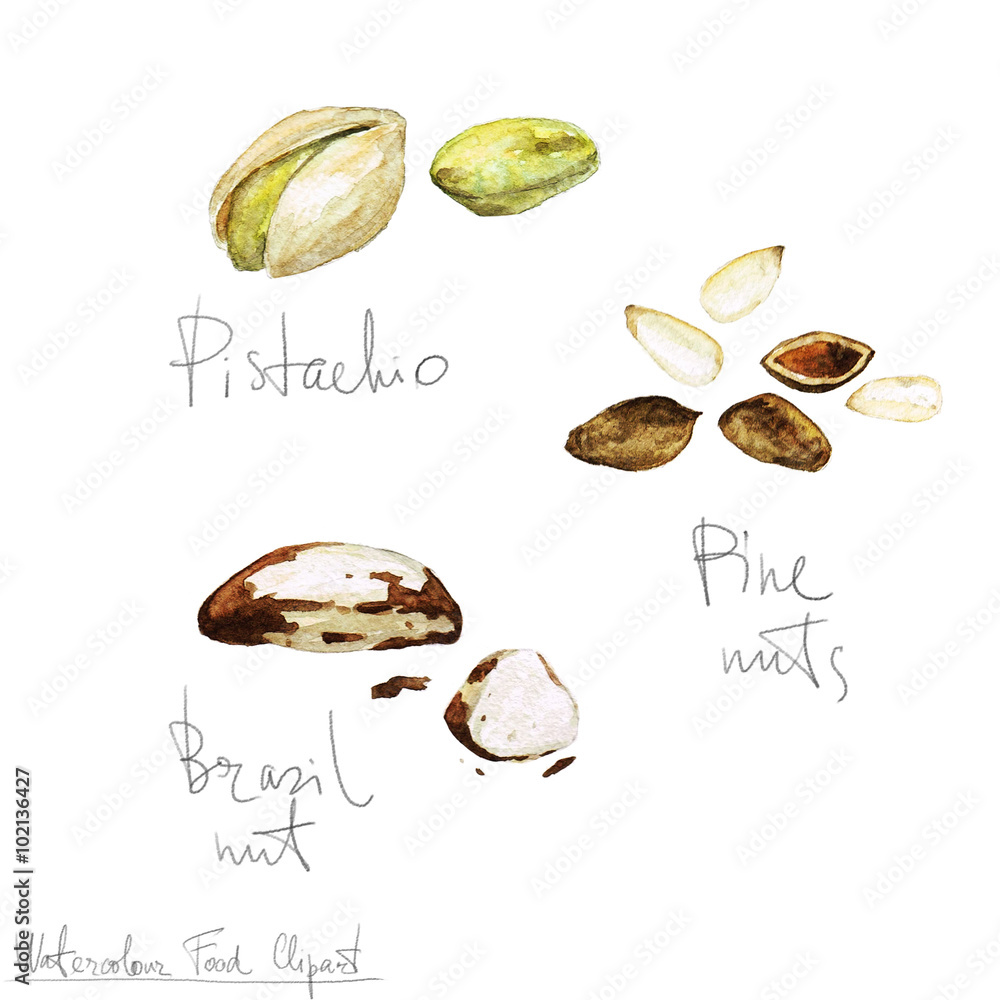 Watercolor Food Clipart - Nuts Stock Illustration | Adobe Stock