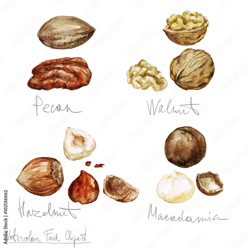 Watercolor Food Clipart - Nuts Stock Illustration | Adobe Stock