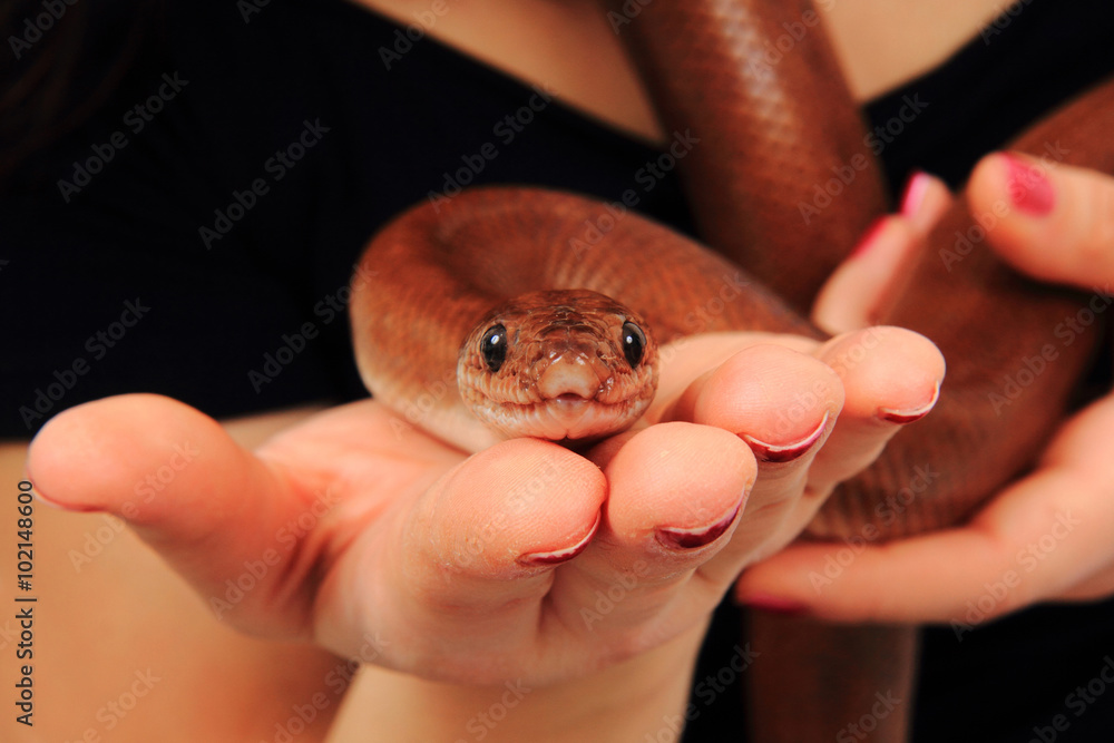 rainbow boa snake and human hands Stock Photo | Adobe Stock