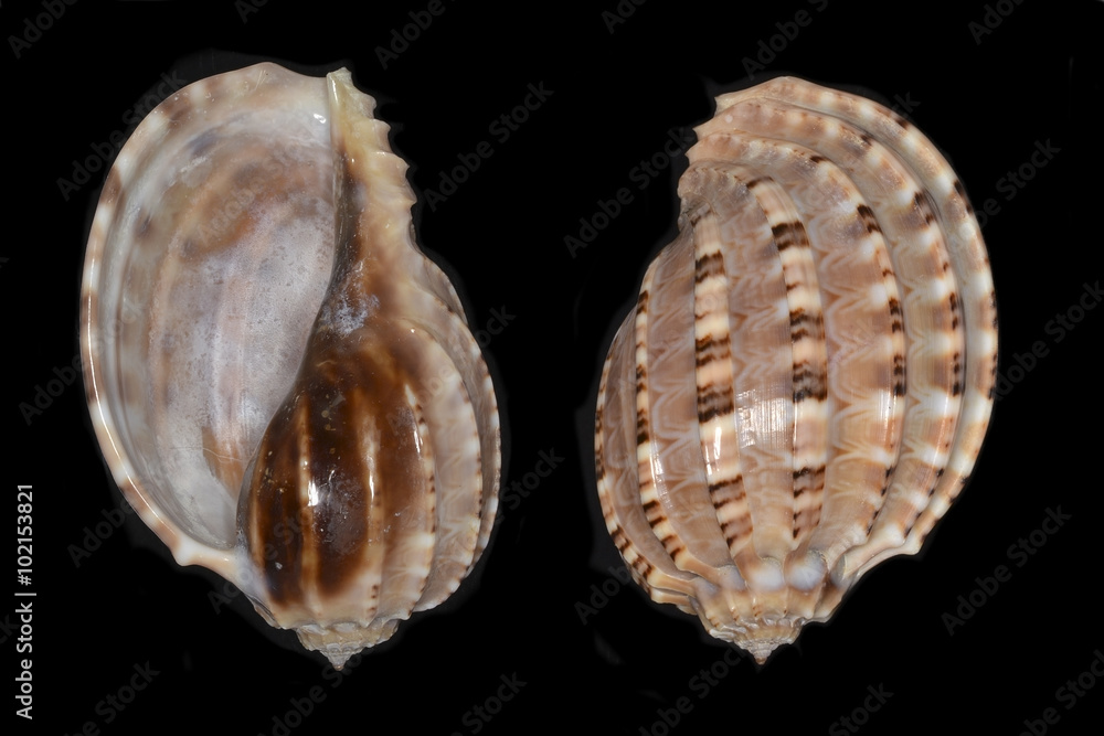 Foto de Harpa, a genus of predatory sea snails, gastropod mollusks in ...