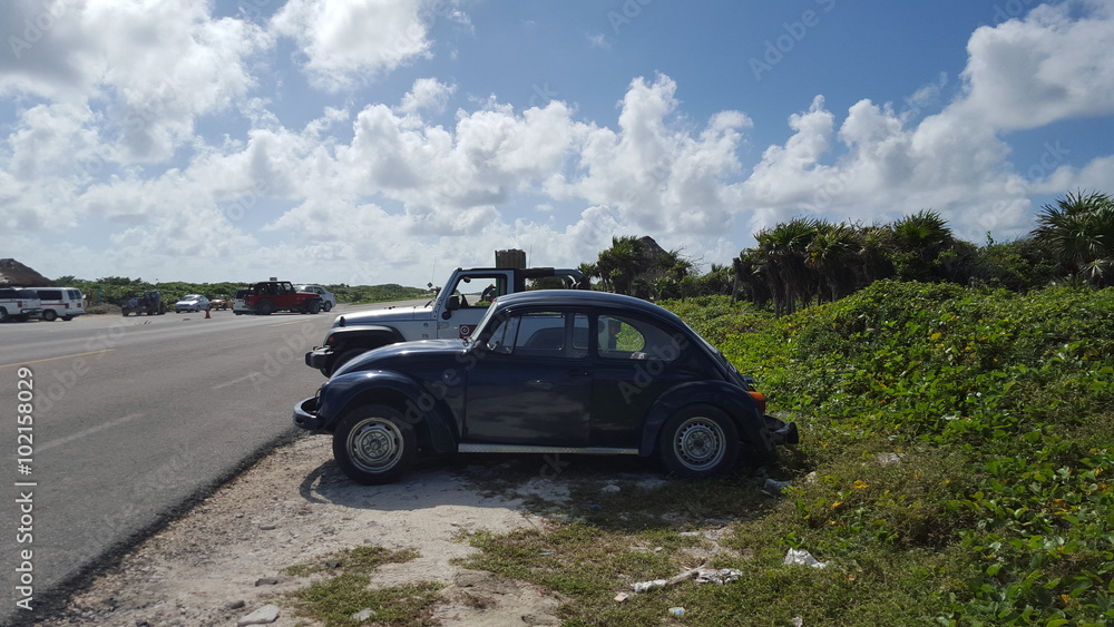 Mexican bug Stock Photo | Adobe Stock