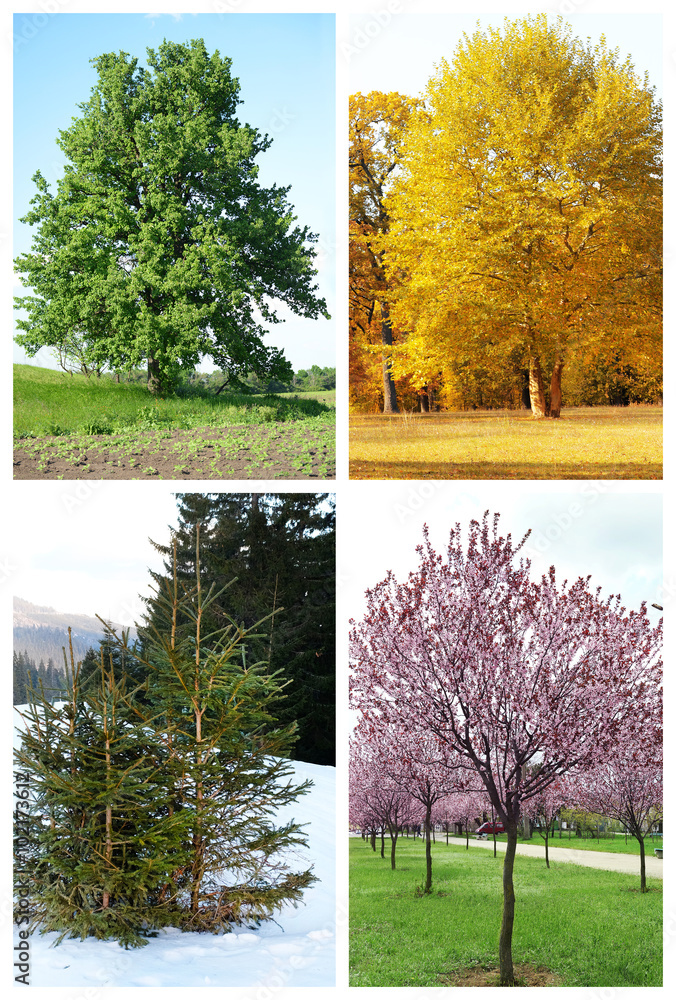 Different Seasons Of The Year