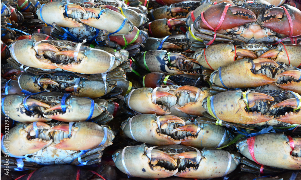 Crucifix Crab , Charybdis , Crucifix swimming crab , Flower crab, Blue ...