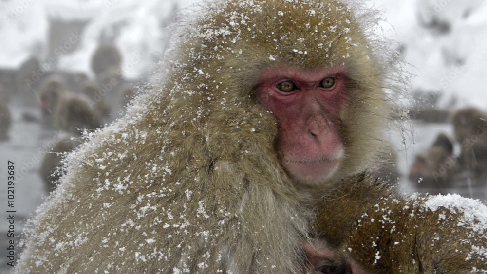 Two snow monkeys cuddling in the cold, Jigokudani, Nagano, Japan. These ...