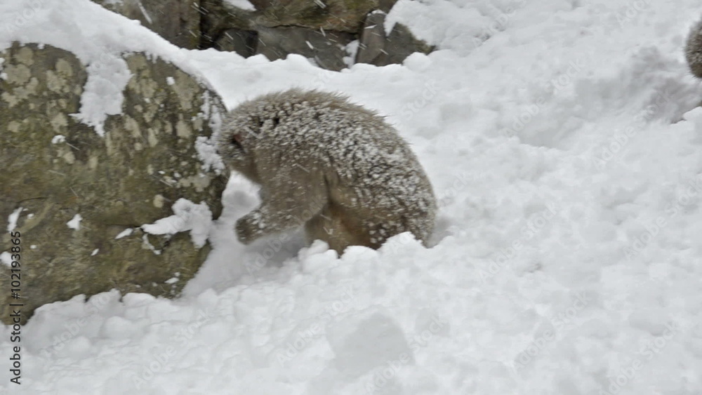 Snow monkey scavenging for food in the snow, Jigokudani, Nagano, Japan ...