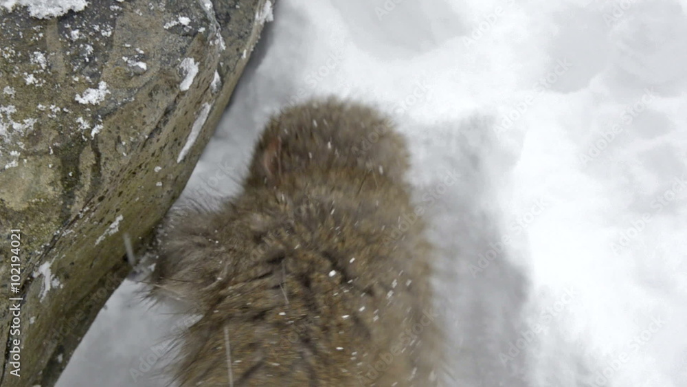 Japanese snow monkeys scavenging for food in the snow, Jigokudani ...