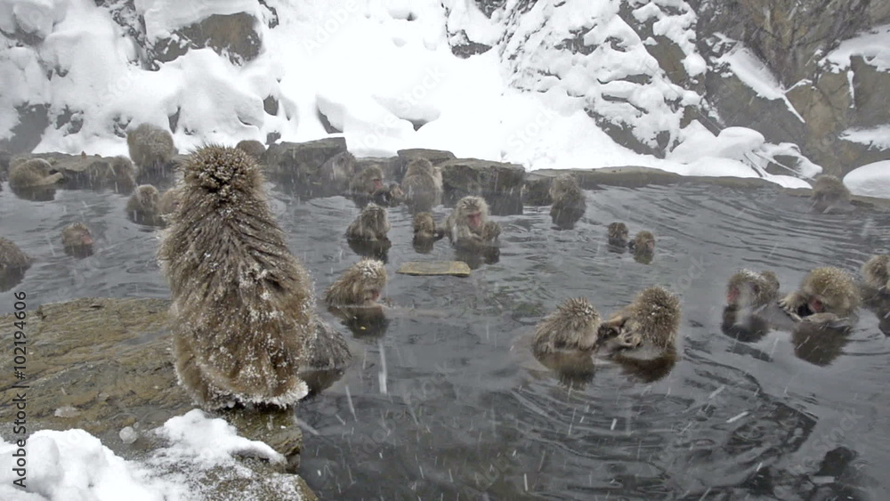 Group of snow monkeys relaxing in a natural hot-spring, Jigokudani ...