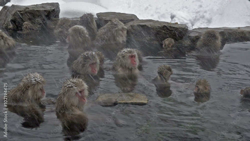 Group of snow monkeys relaxing in a natural hot-spring, Jigokudani ...