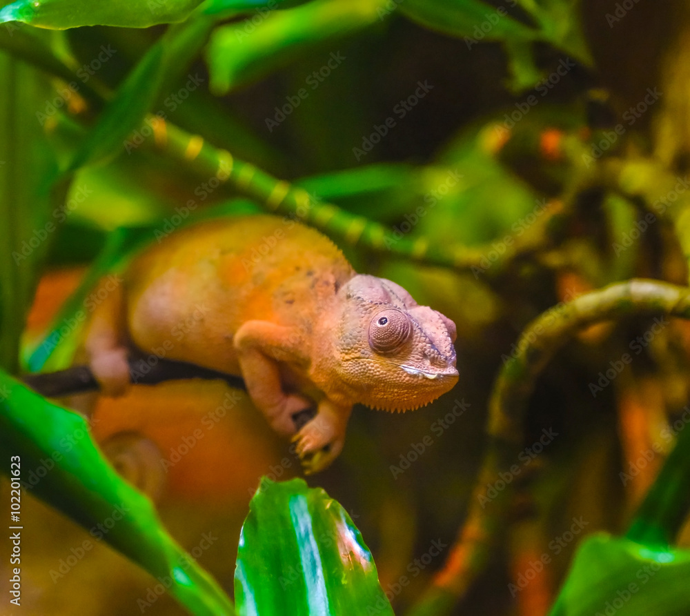 Orange Chameleon in green leaves Stock Photo | Adobe Stock