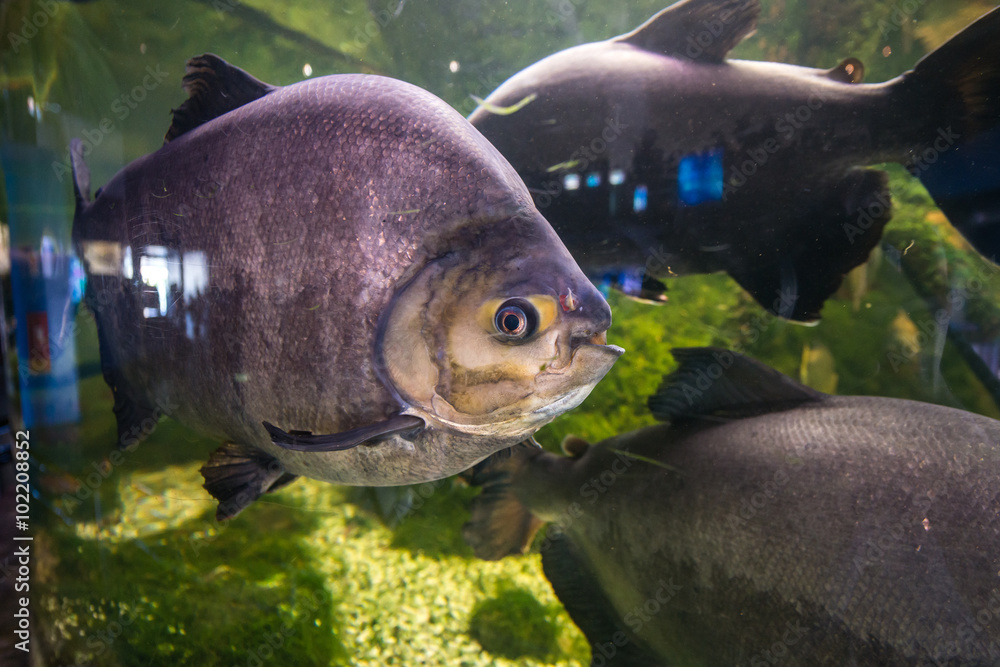Tambaqui fishes swimming in a large aquarium Stock Photo | Adobe Stock