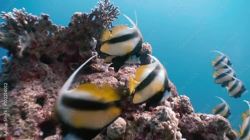 Butterflyfish Butterfly fish (Chaetodon fasciatus) floats over a coral ...