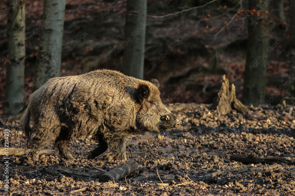 Wildschwein Stock Photo | Adobe Stock