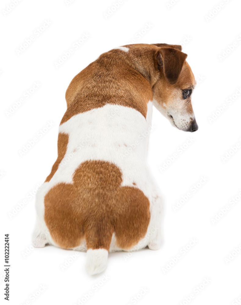 back of the dog pet pup. Unique interesting spots in the shape of a ...