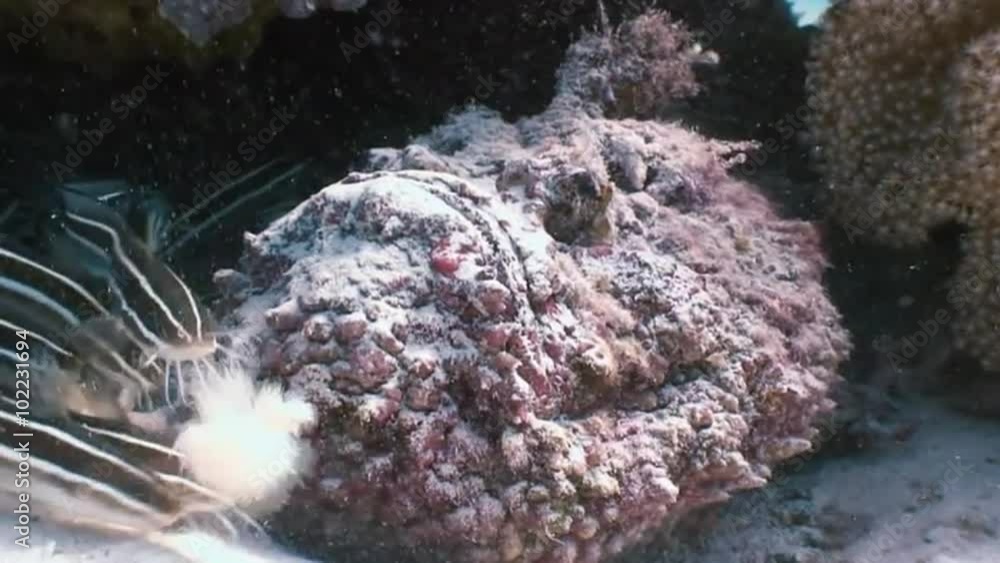 Scorpionfish stonefish scorpaenopsis diaboblus floats over a coral reef ...