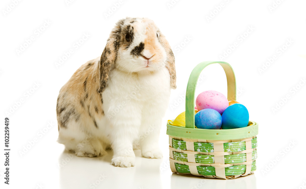 Real Pictures Of The Easter Bunny