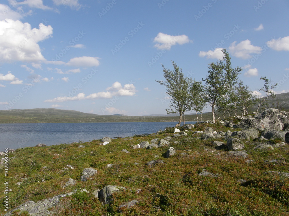 Arctic landscape with a lake, rocks and dwarf birch-trees near ...