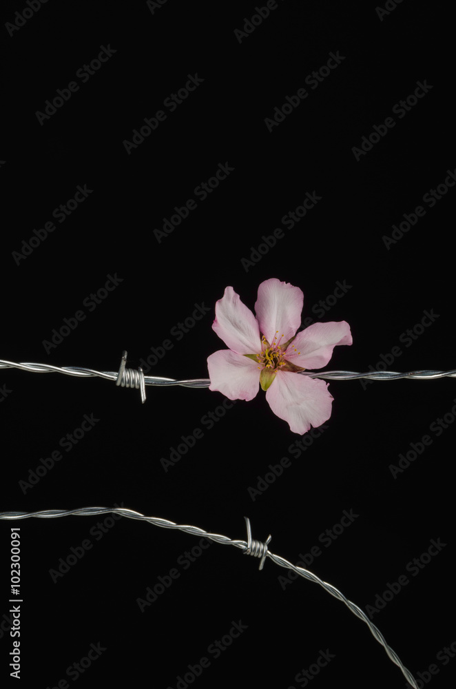 Flowers on barbed wire Stock Photo | Adobe Stock