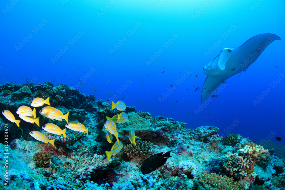 Giant manta ray floating underwater in the tropical ocean Stock Photo ...