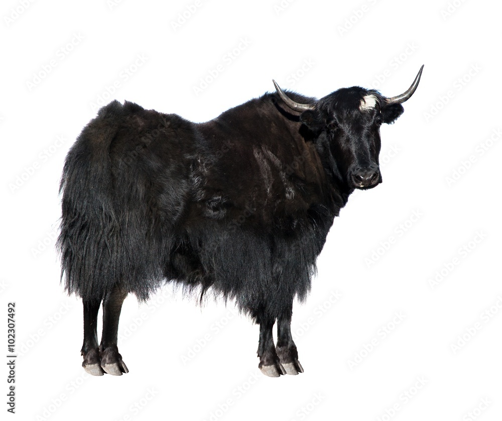 black yak isolated on white background Stock Photo | Adobe Stock