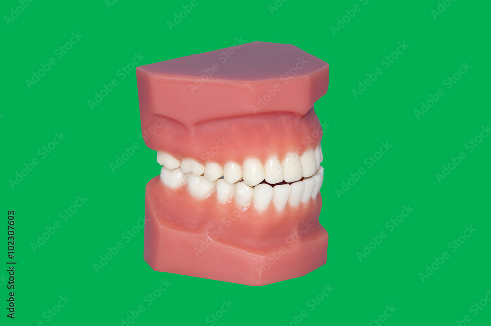 model teeth, greenscreen/ chroma key Stock Photo | Adobe Stock