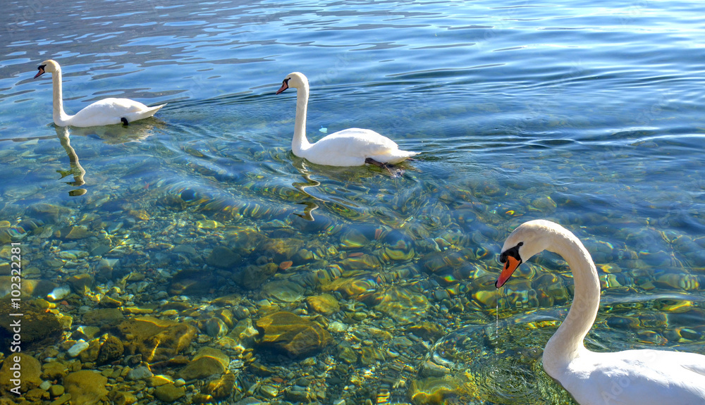 Swan birds in lake Ohrid, Macedonia Stock Photo | Adobe Stock
