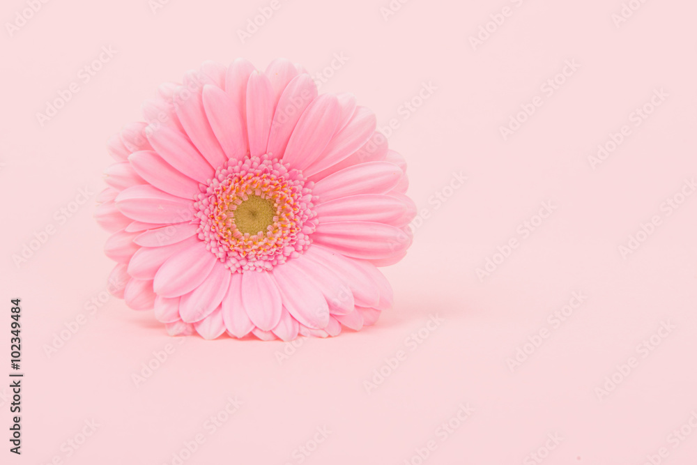 Single Pink Daisy