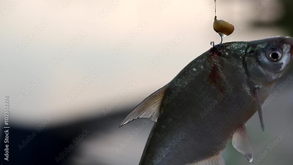 fish turns in the air on a hook and enough air, choking, Fishing Rods ...