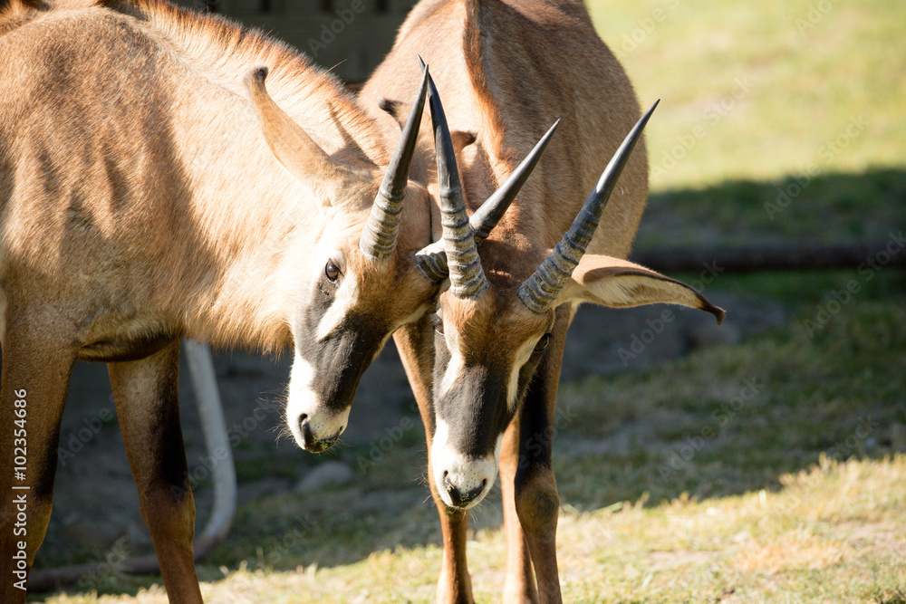 Roan antelope fighting Stock Photo | Adobe Stock