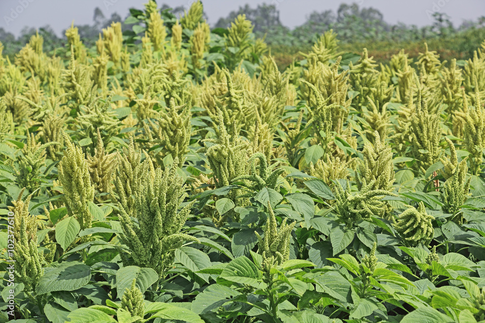 Amaranth is cultivated as leaf vegetables, cereals and ornamental ...