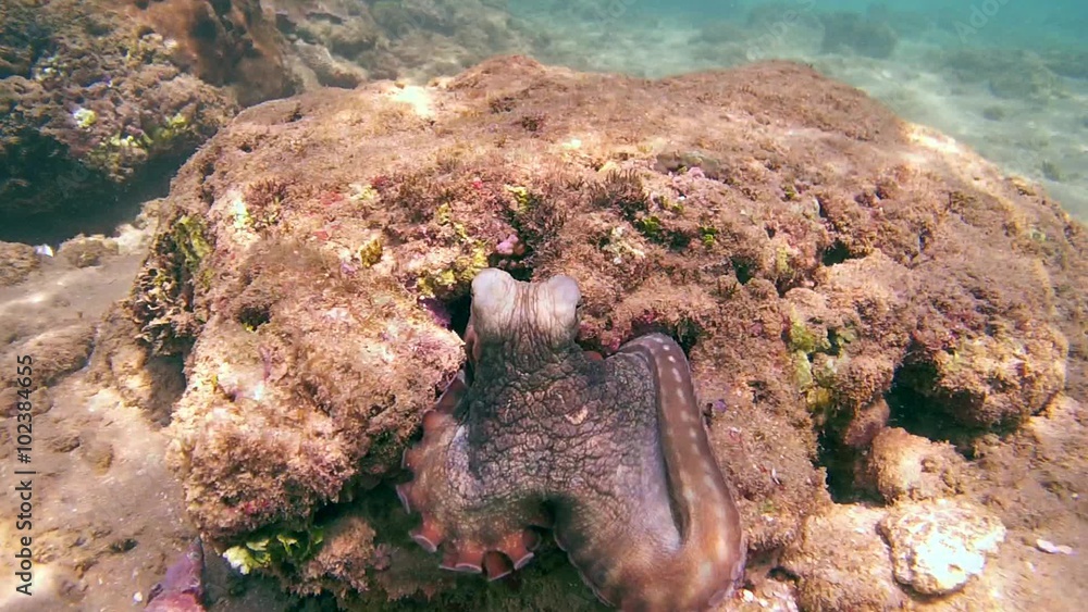 octopus comes out of its hole and sits on the stone, feels the bottom ...