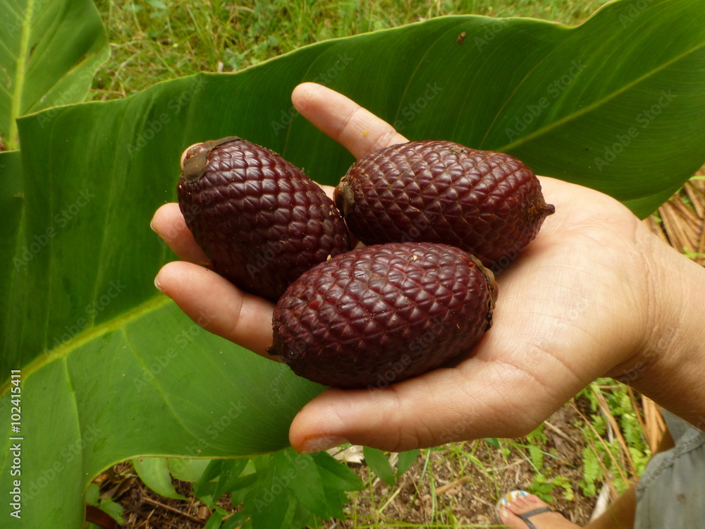 Moriche Palm fruit (Mauritia flexuosa) rainforest Amazonia - Brazil ...