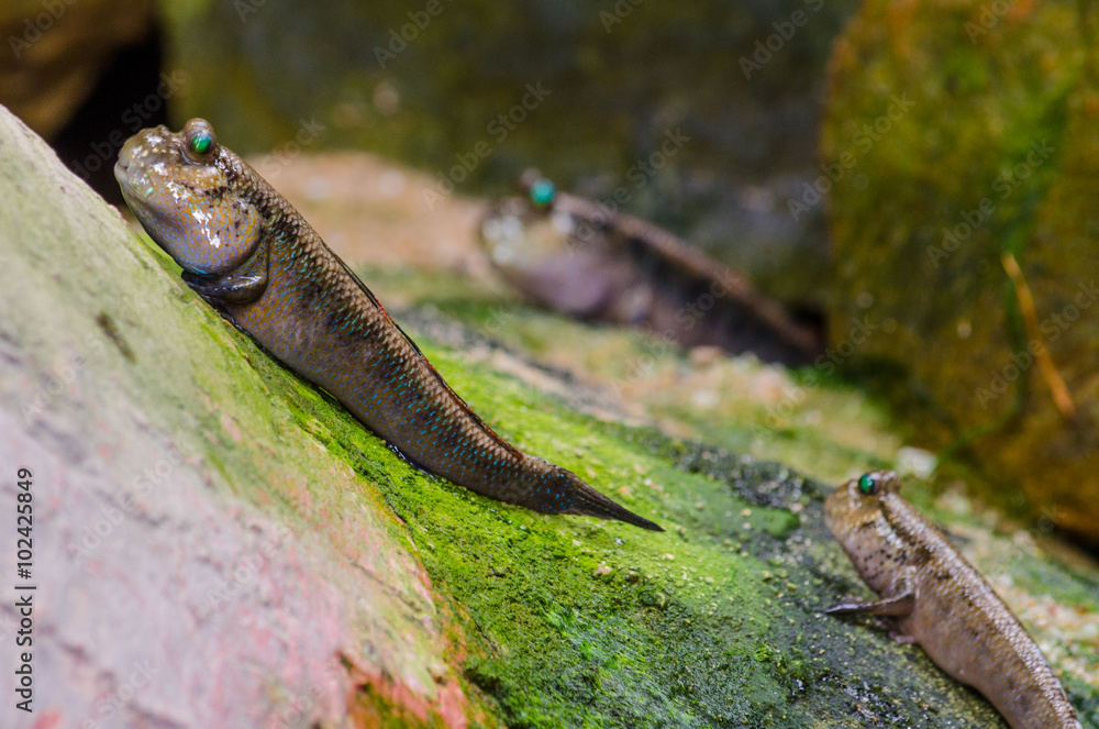 Atlantic mudskipper (Periophthalmus barbarus). Animal theme. Stock ...