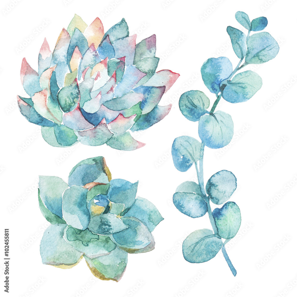 Watercolor eucalyptus leaves and succulents. Stock Photo | Adobe Stock