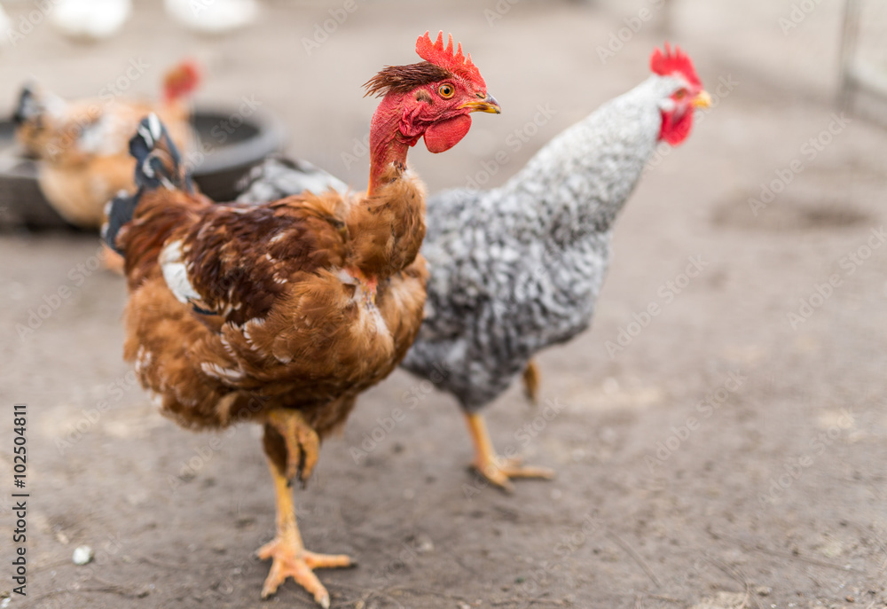 Nacked neck rooster. Stock Photo | Adobe Stock
