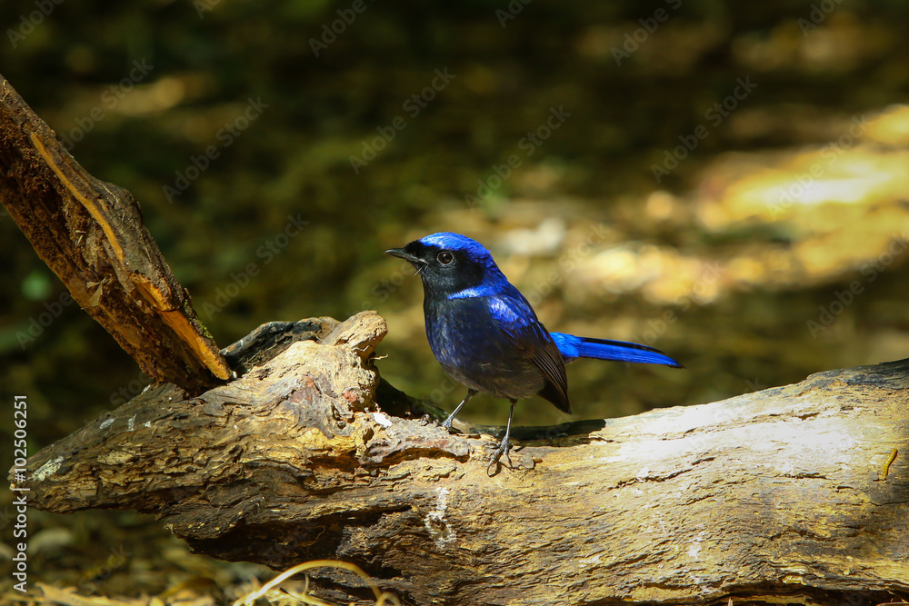 Bird,Large Niltava | Birds of Thailand: Siam Avifauna-On the DOI ...