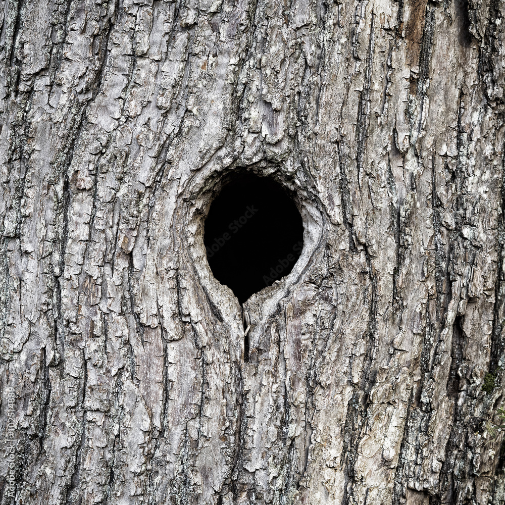 Bird Nest In Tree Hole