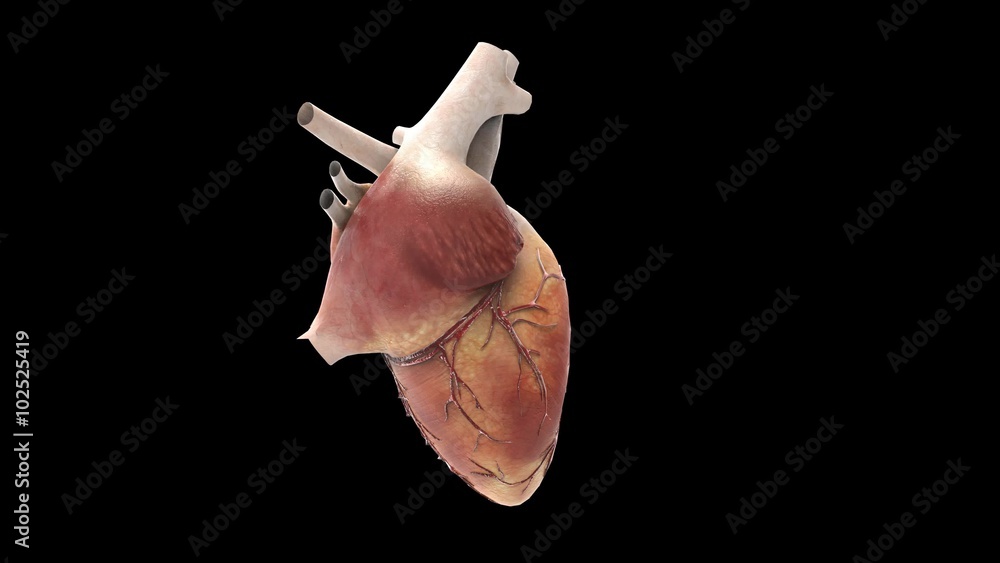 Human Heart Anatomy. 4K Stock Video | Adobe Stock