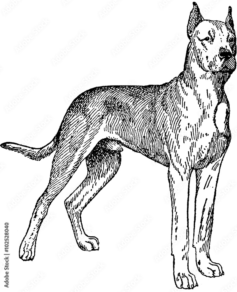 Vintage drawing Dog Dogge Stock Photo | Adobe Stock