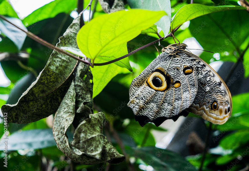 Butterfly Stock Photo | Adobe Stock