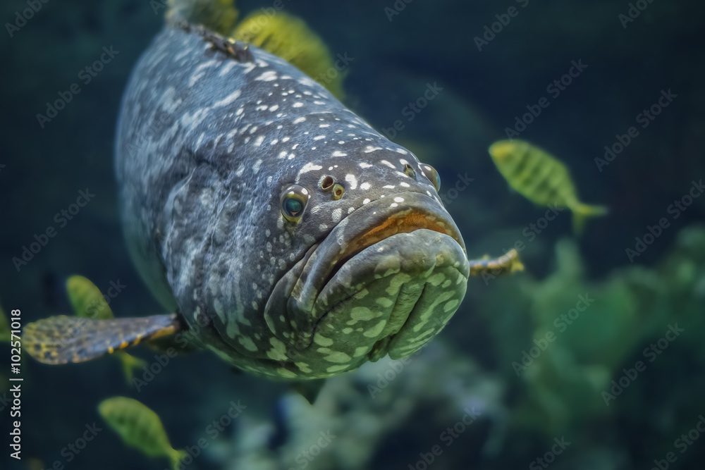 Giant spotted grouper fish at an aquarium Stock Photo | Adobe Stock