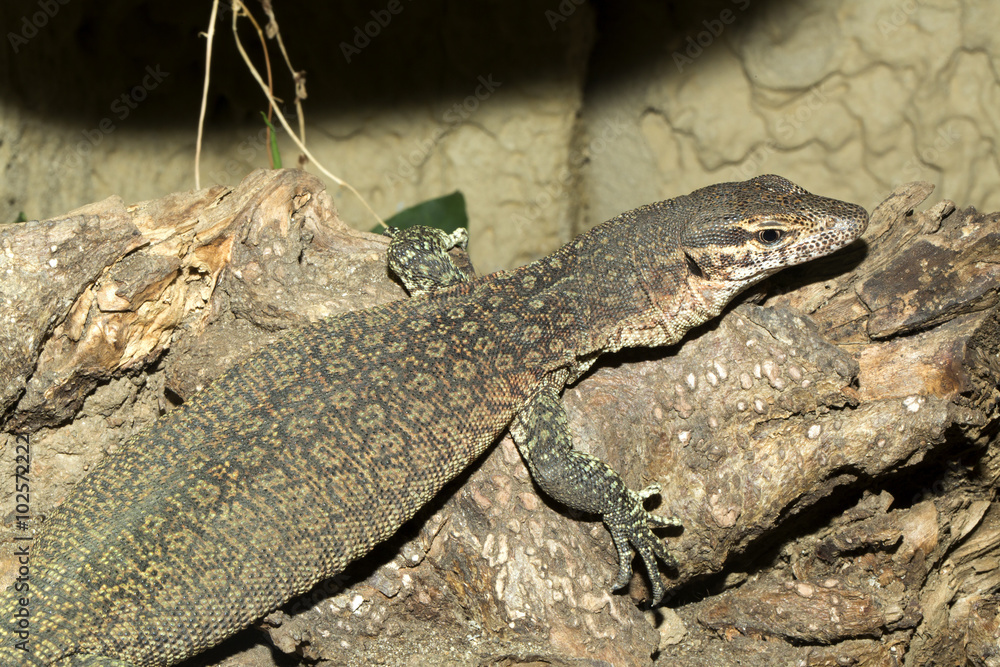 Timor Monitor
