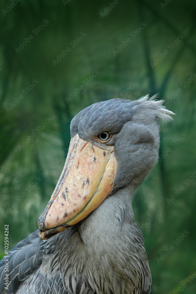 Huge Beak