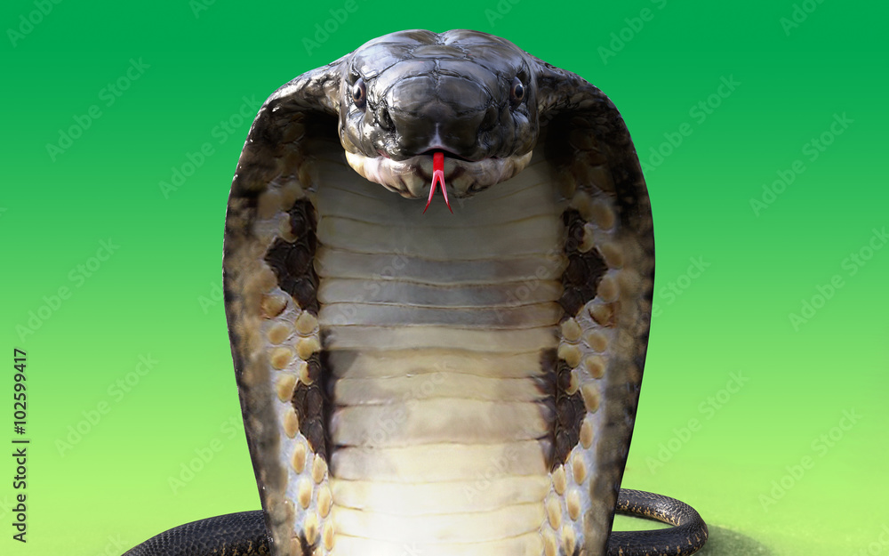 King Cobra Snake Face