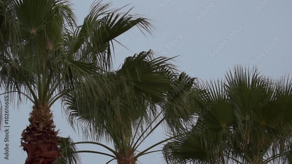 Palm Trees tilt down Stock Video | Adobe Stock