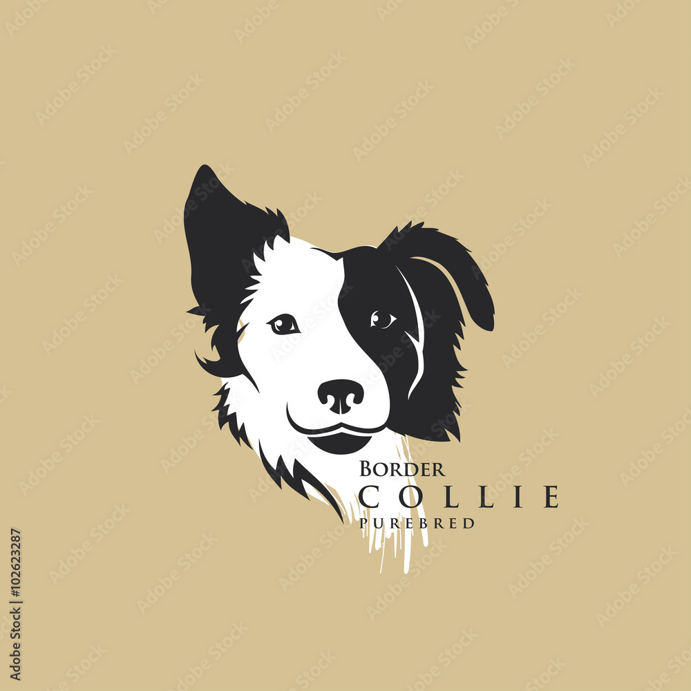 Border Collie Stock Vector | Adobe Stock